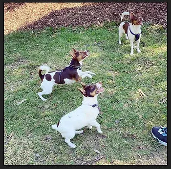 Inspiring Story Behind Companion Gifts: A Passion for Pets